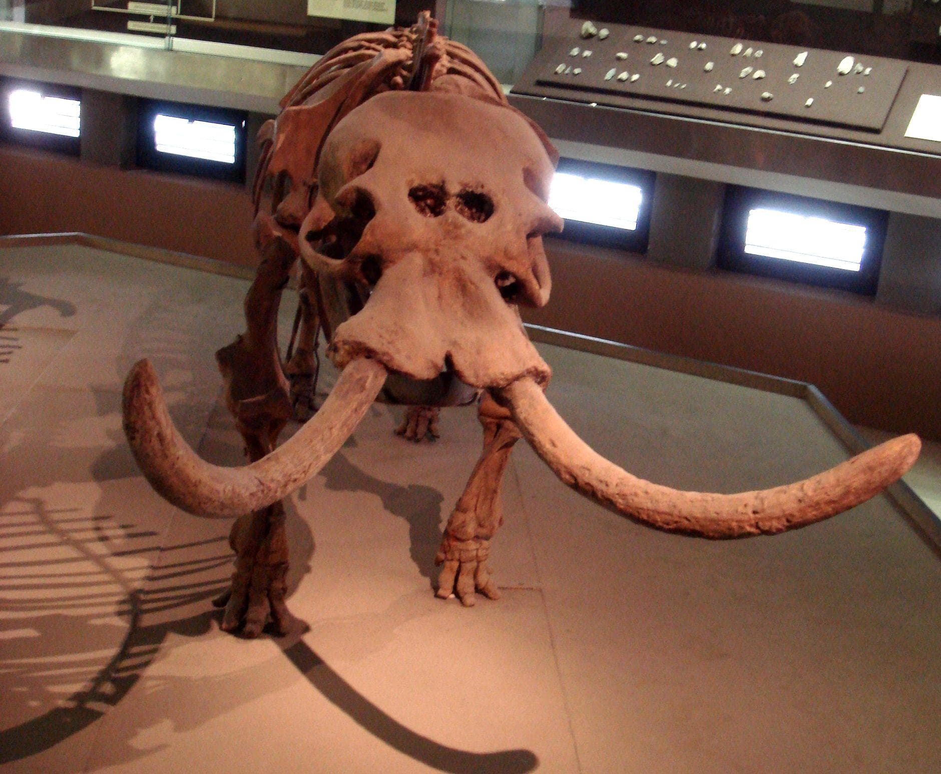 Was Cyclops Actually A Real Creature?