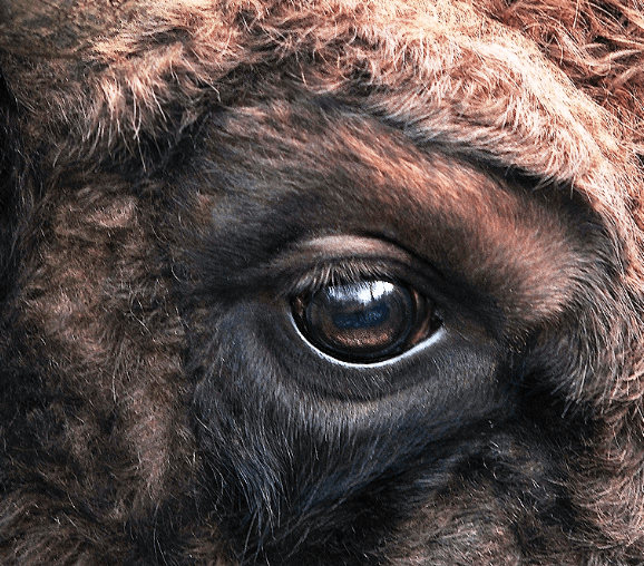 The Creepy History of Optography