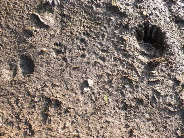 The Bizarre Story of Vermont's Bennington Triangle Disappearances