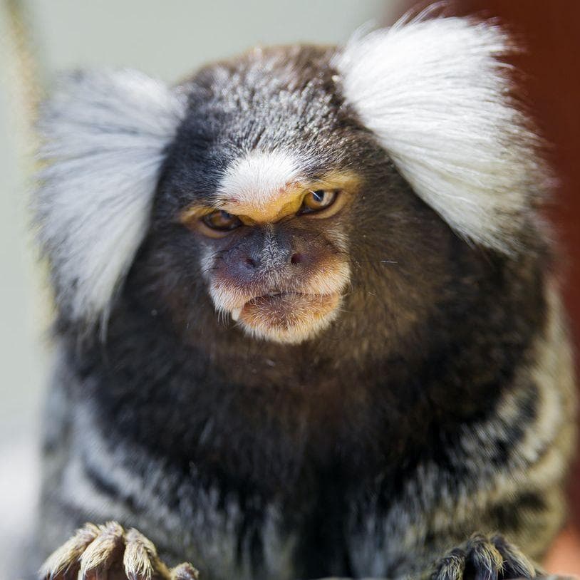 10 People Describe Their True Life Animal Horror Stories