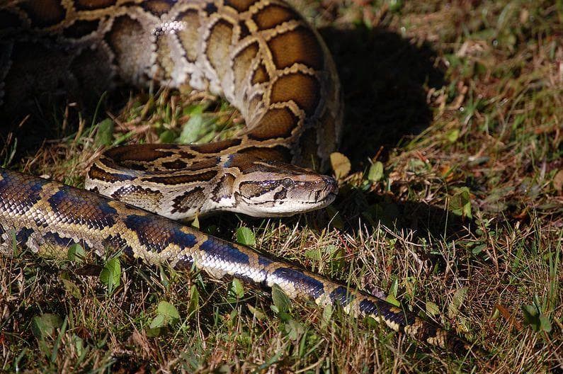 Thanks To Invasive Species, The Florida Everglades Are Getting A Whole ...