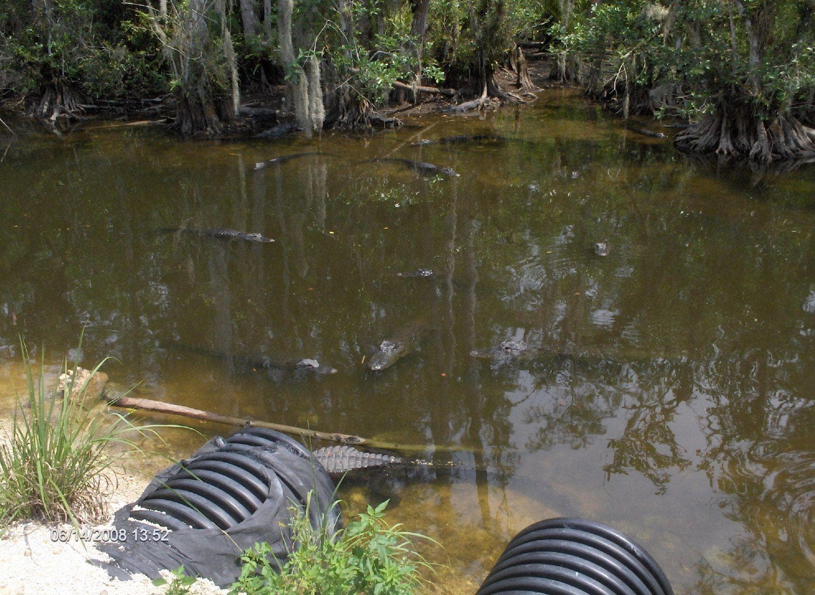 Thanks To Invasive Species, The Florida Everglades Are Getting A Whole ...