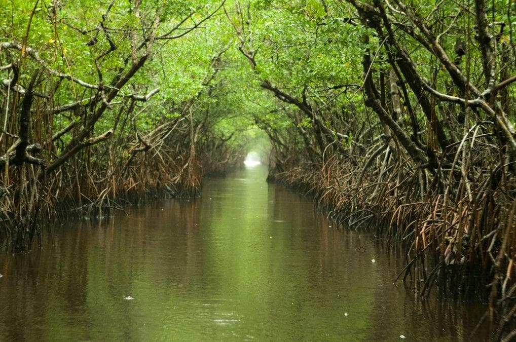 Thanks To Invasive Species, The Florida Everglades Are Getting A Whole ...