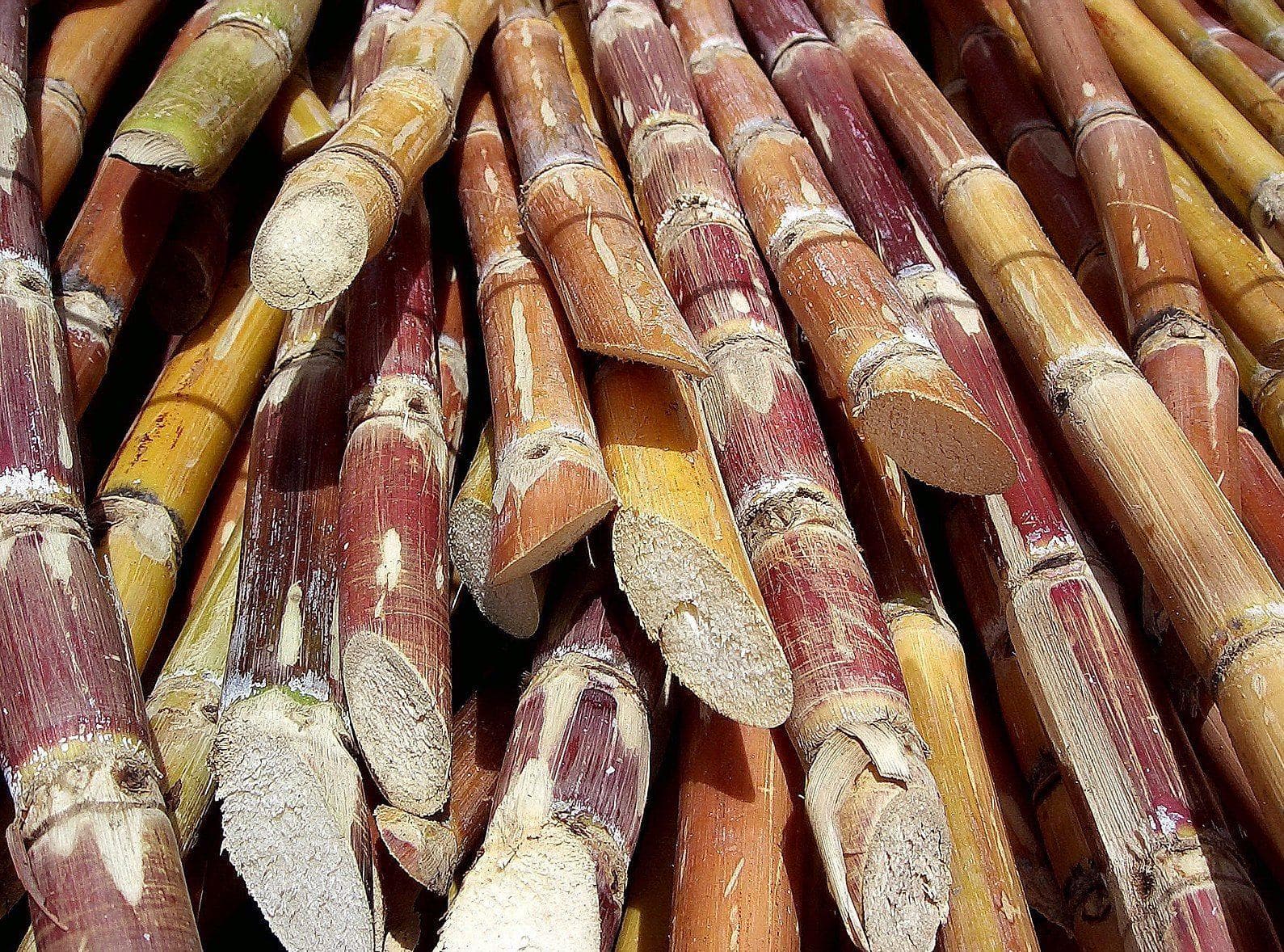 Thanks To Invasive Species, The Florida Everglades Are Getting A Whole ...