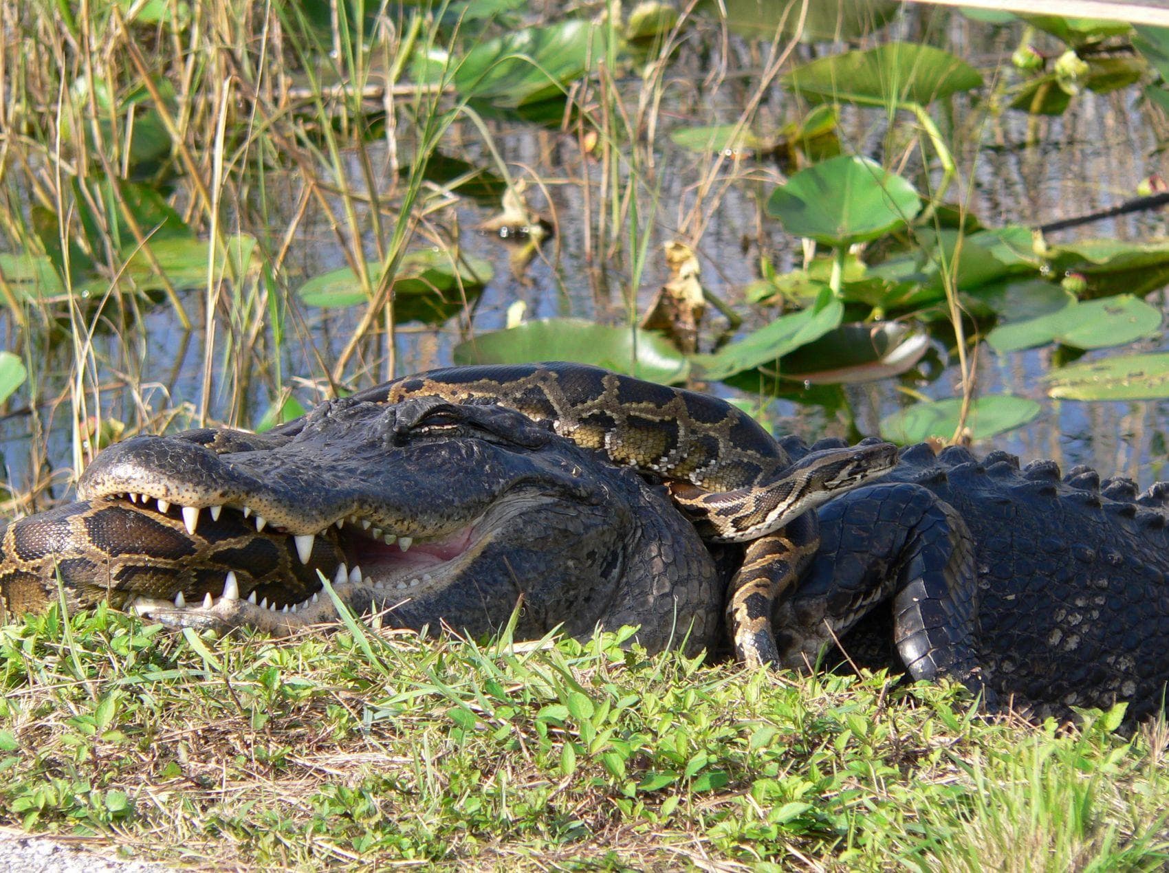 Thanks To Invasive Species, The Florida Everglades Are Getting A Whole ...