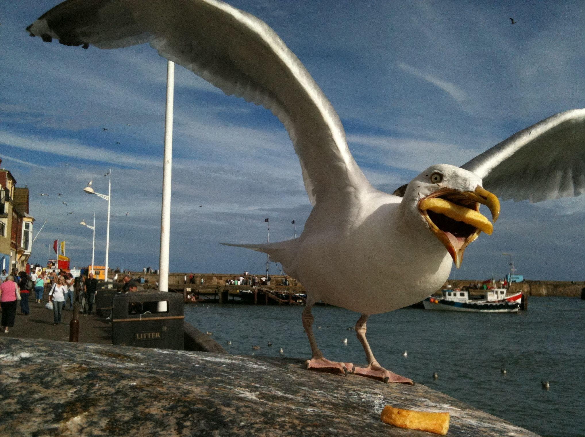 These Hilarious Photos Ultimately Prove Seagulls Are A Seaside Menace