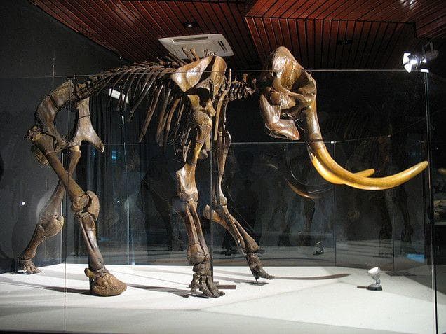 Facts About Woolly Mammoths That Might Explain Why They Became Extinct