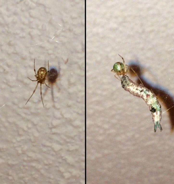 10 Horrifying Images of Spiders Eating Bigger Creatures