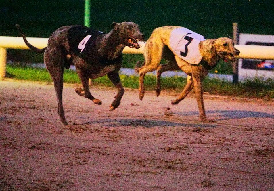 The Sad Abuse That Happens Behind the Scenes in Greyhound Racing