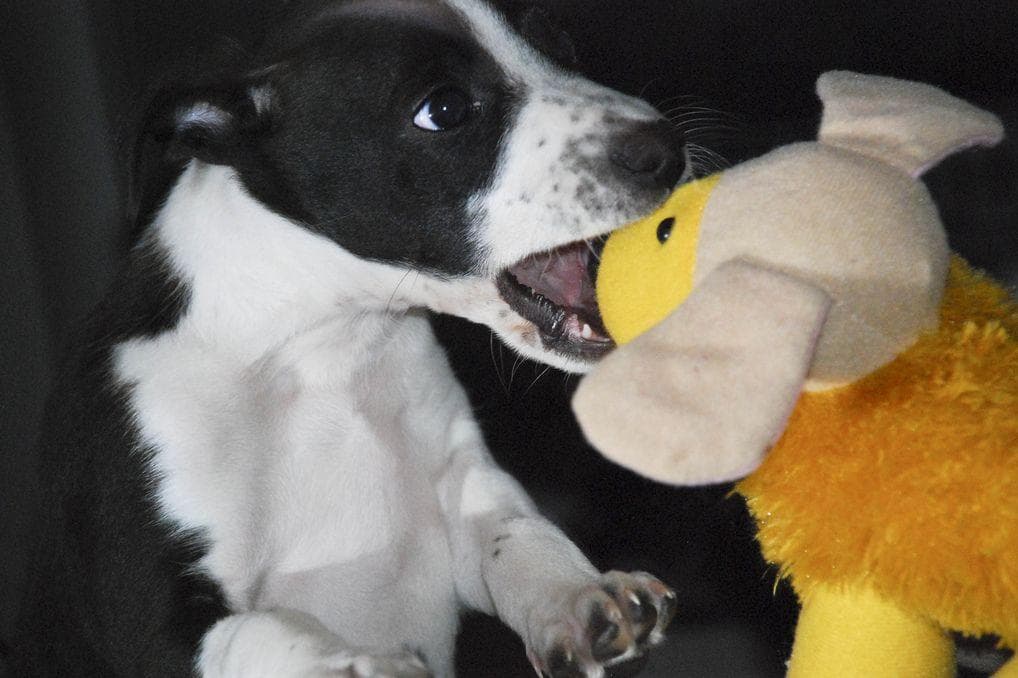 The Sad Abuse That Happens Behind the Scenes in Greyhound Racing