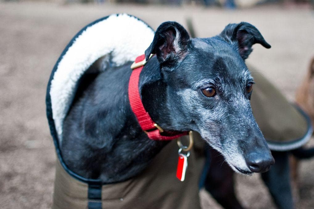 The Sad Abuse That Happens Behind the Scenes in Greyhound Racing