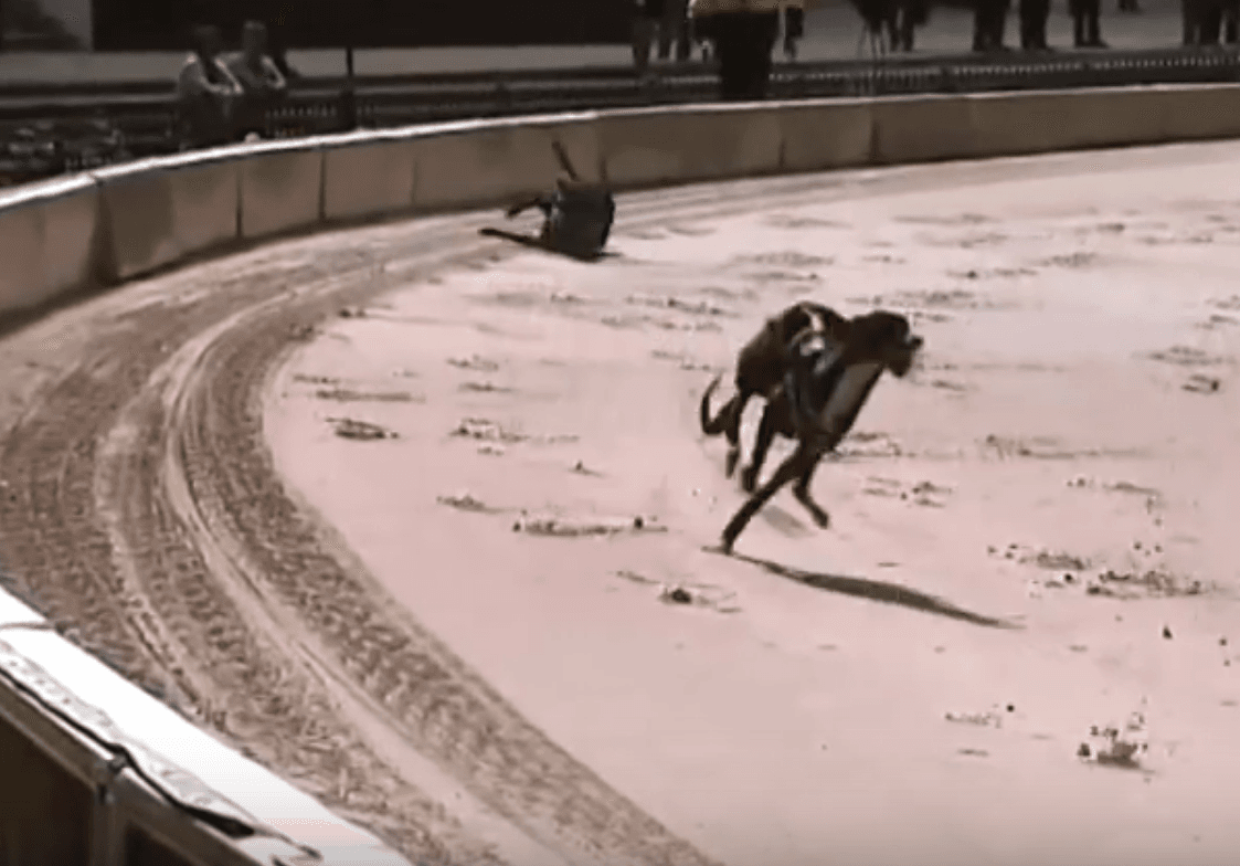 The Sad Abuse That Happens Behind the Scenes in Greyhound Racing