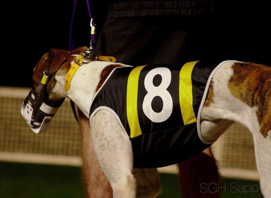 The Sad Abuse That Happens Behind the Scenes in Greyhound Racing