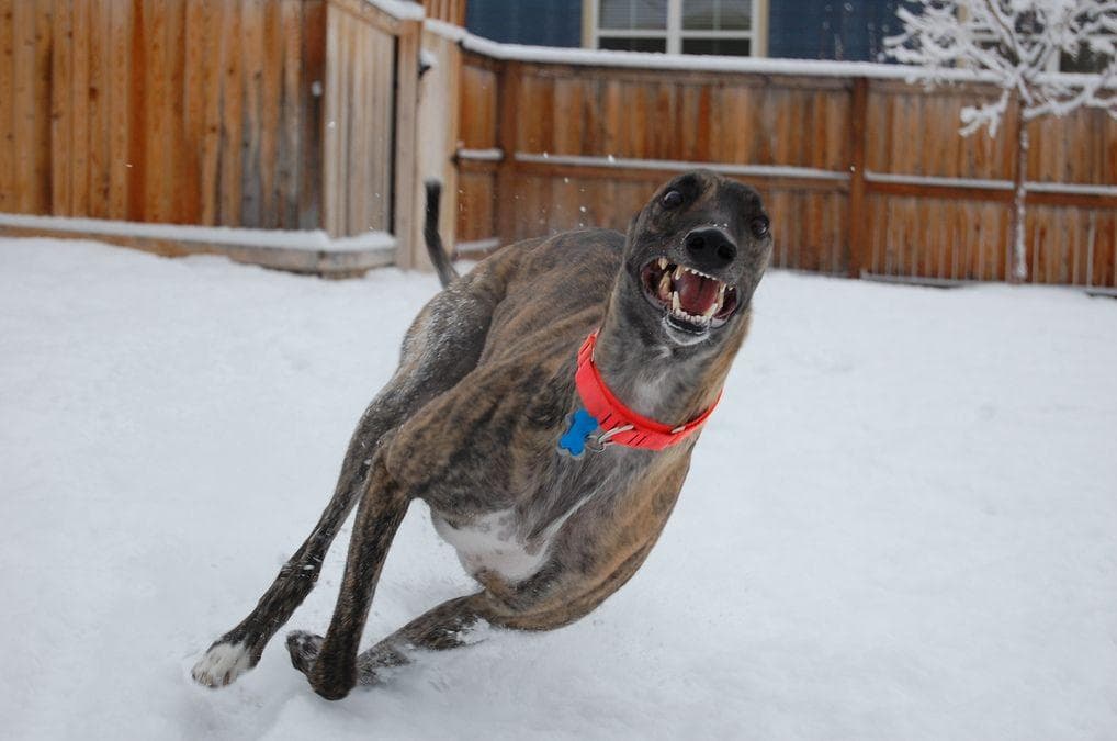 The Sad Abuse That Happens Behind the Scenes in Greyhound Racing