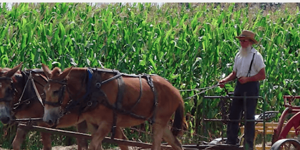 Being Excommunicated From Amish Society Is A Cold, Brutal, And ...