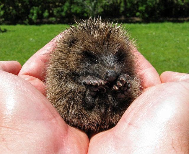 12 Adorable Facts About Hedgehogs That Make Them Even More Cute