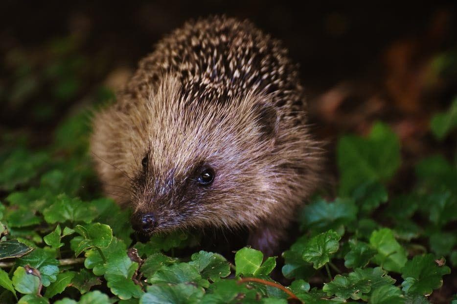 12 Adorable Facts About Hedgehogs That Make Them Even More Cute