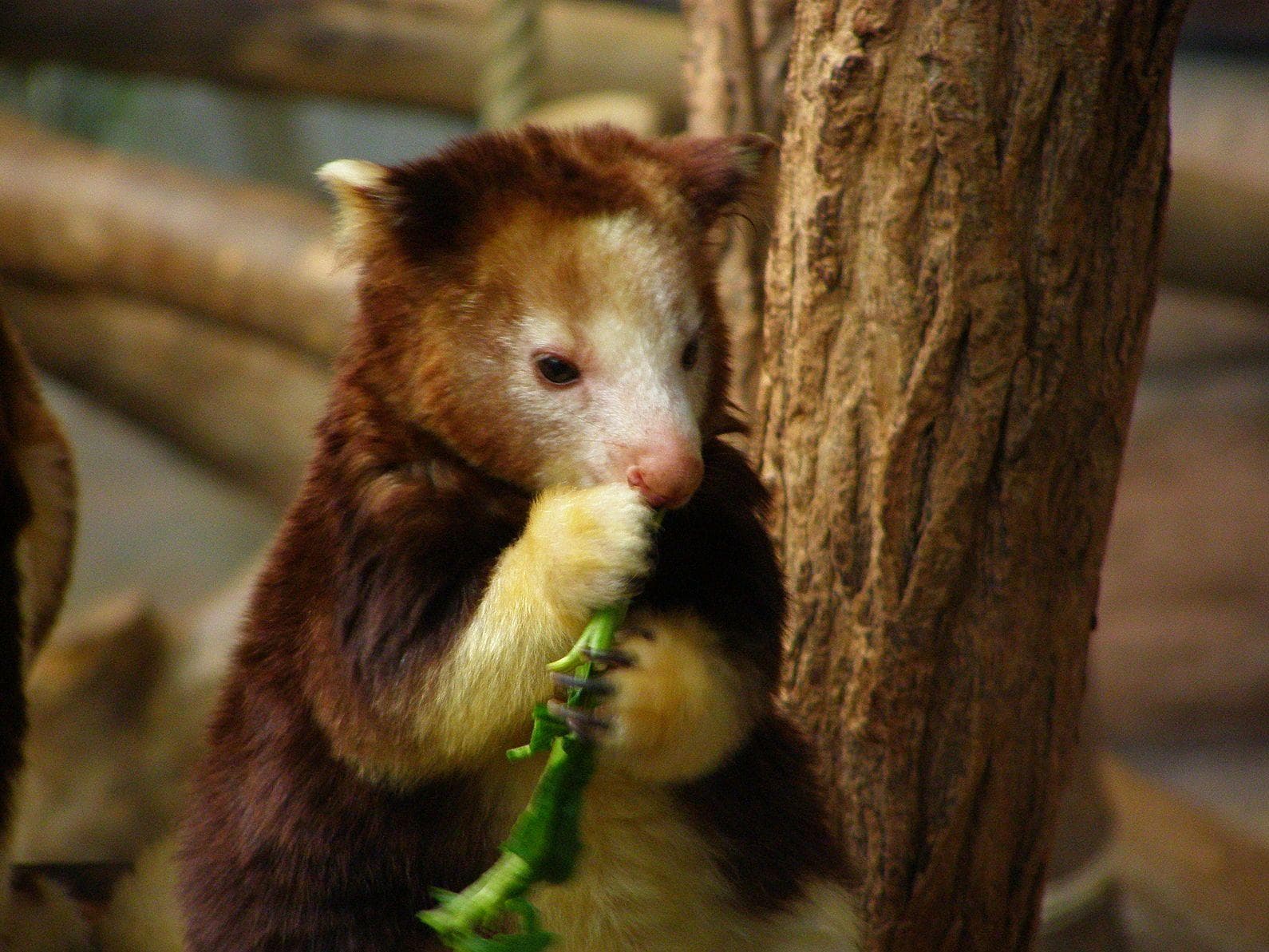 Presenting Tree-Kangaroos, The Cuddliest Animal On The Verge Of Extinction