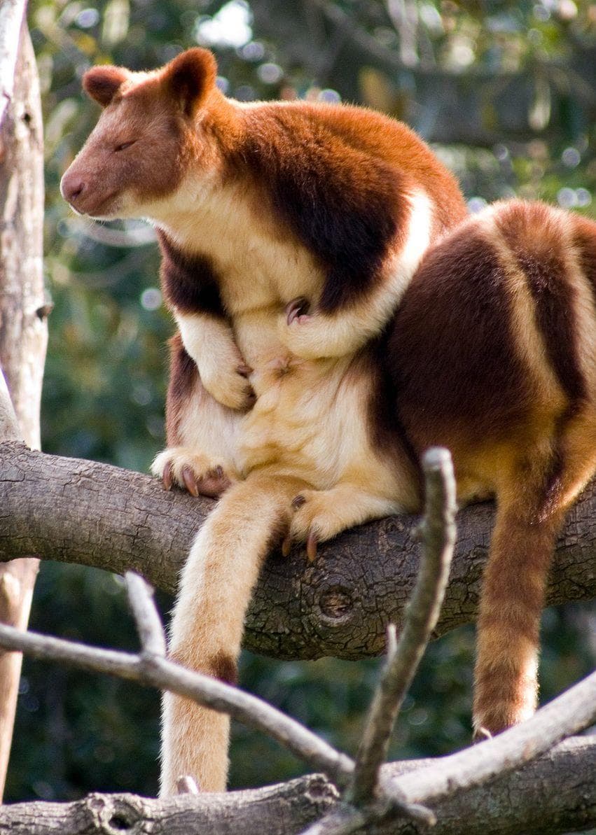 Presenting Tree-Kangaroos, The Cuddliest Animal On The Verge Of Extinction