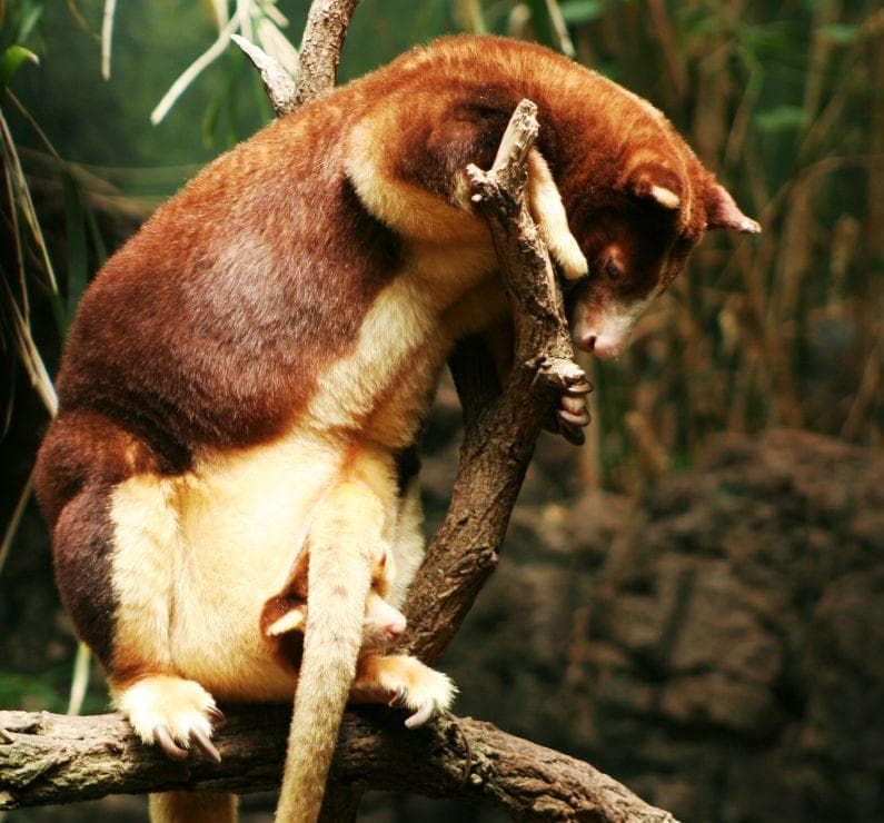 Presenting Tree-Kangaroos, The Cuddliest Animal On The Verge Of Extinction
