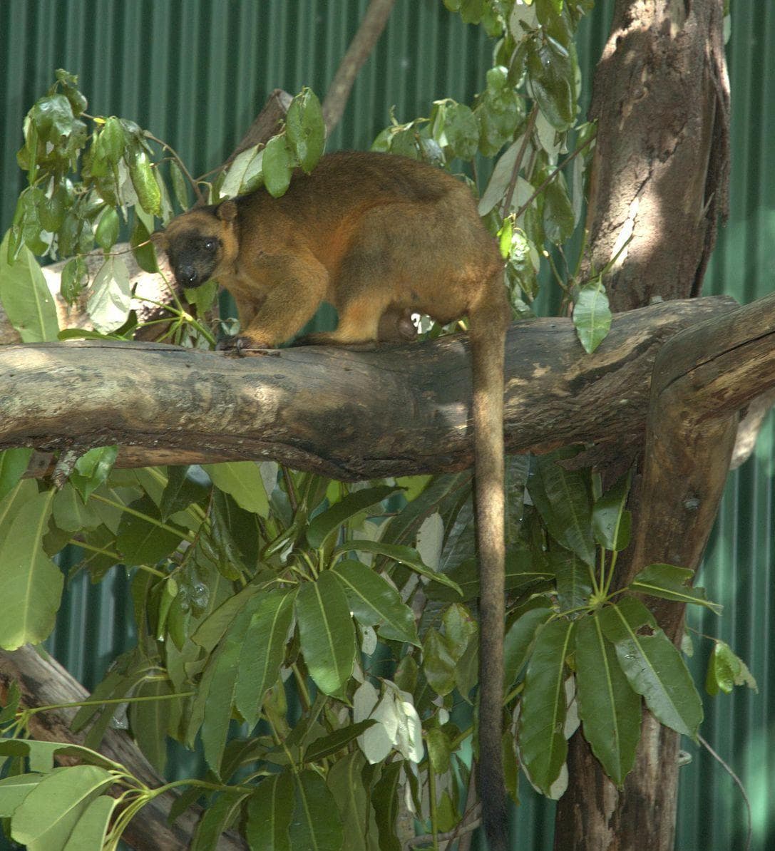 Presenting Tree-Kangaroos, The Cuddliest Animal On The Verge Of Extinction