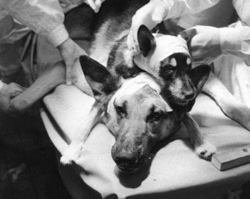 An American University Created Actual Zombie Dogs Using Horrifying ...