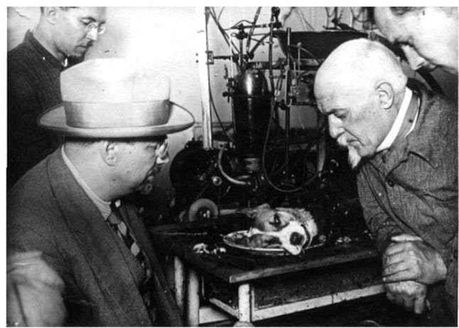 An American University Created Actual Zombie Dogs Using Horrifying ...