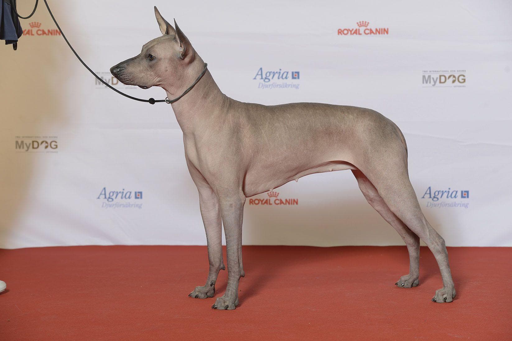 10 Cool Facts About Xolos - The Dog From Disney's 'Coco'