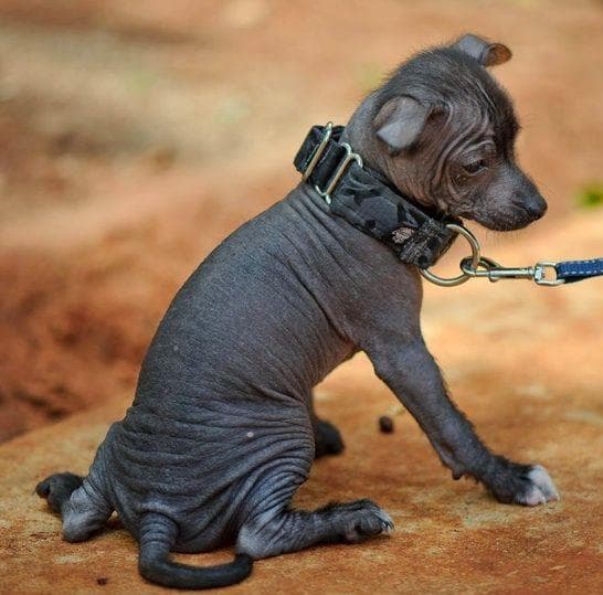 10 Cool Facts About Xolos - The Dog From Disney's 'Coco'