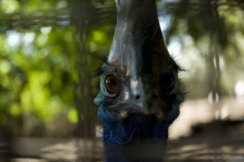 Meet The Most Dangerous Bird On Earth, The Cassowary