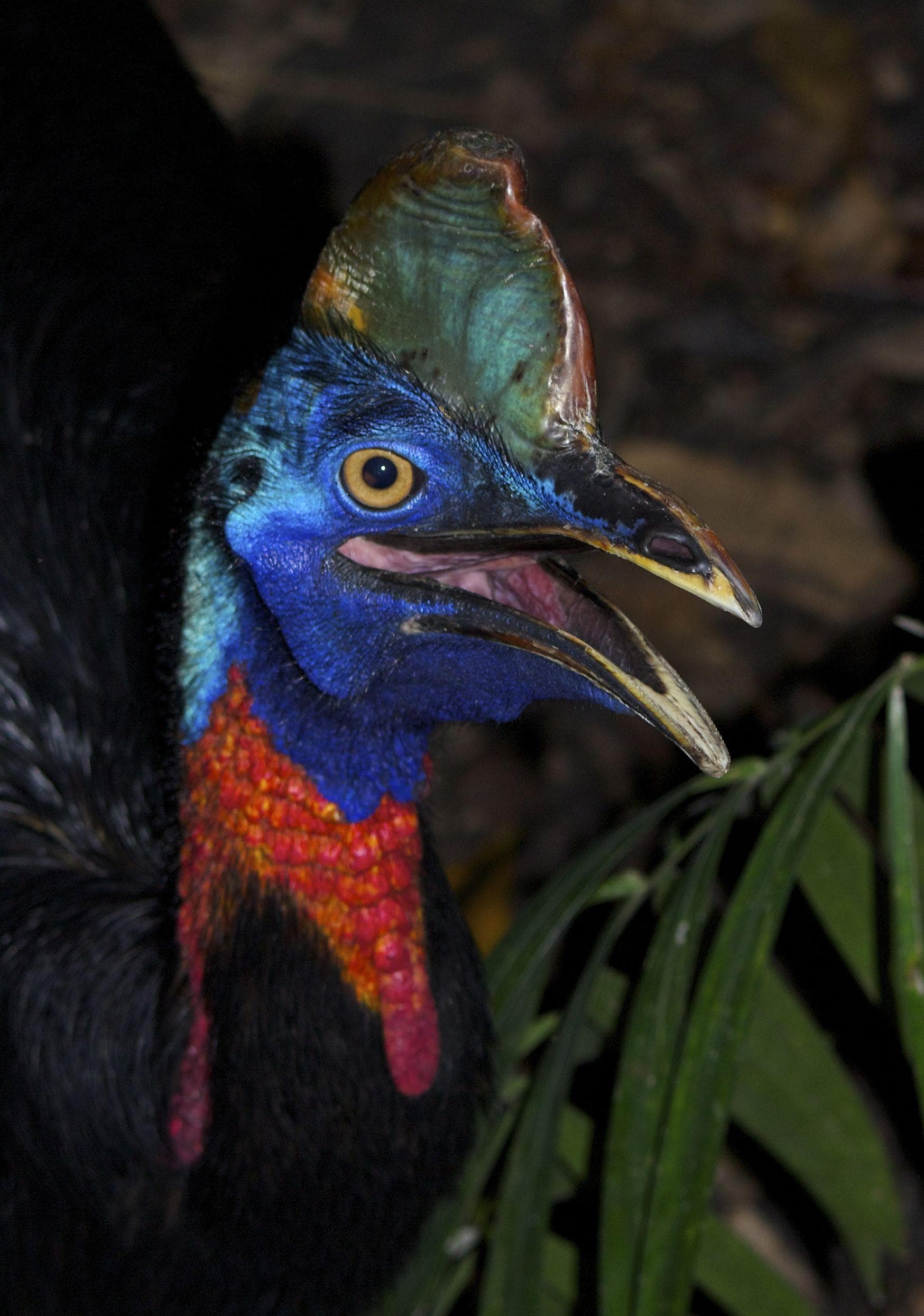 Meet The Most Dangerous Bird On Earth, The Cassowary