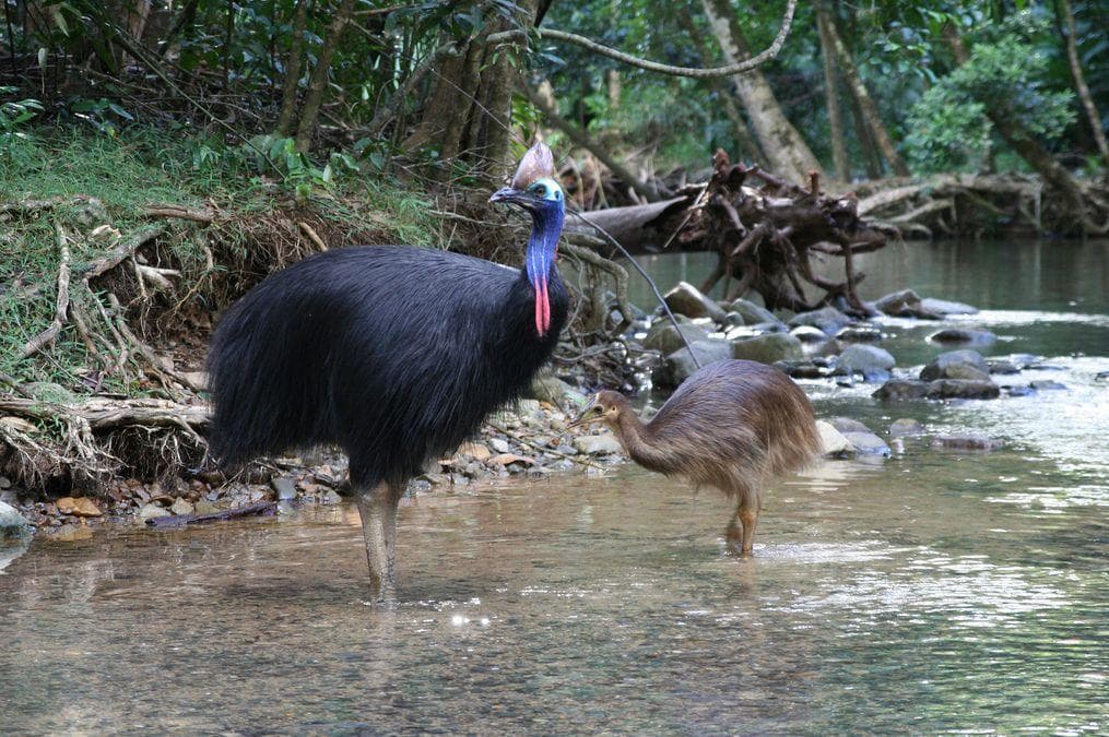 Meet The Most Dangerous Bird On Earth, The Cassowary
