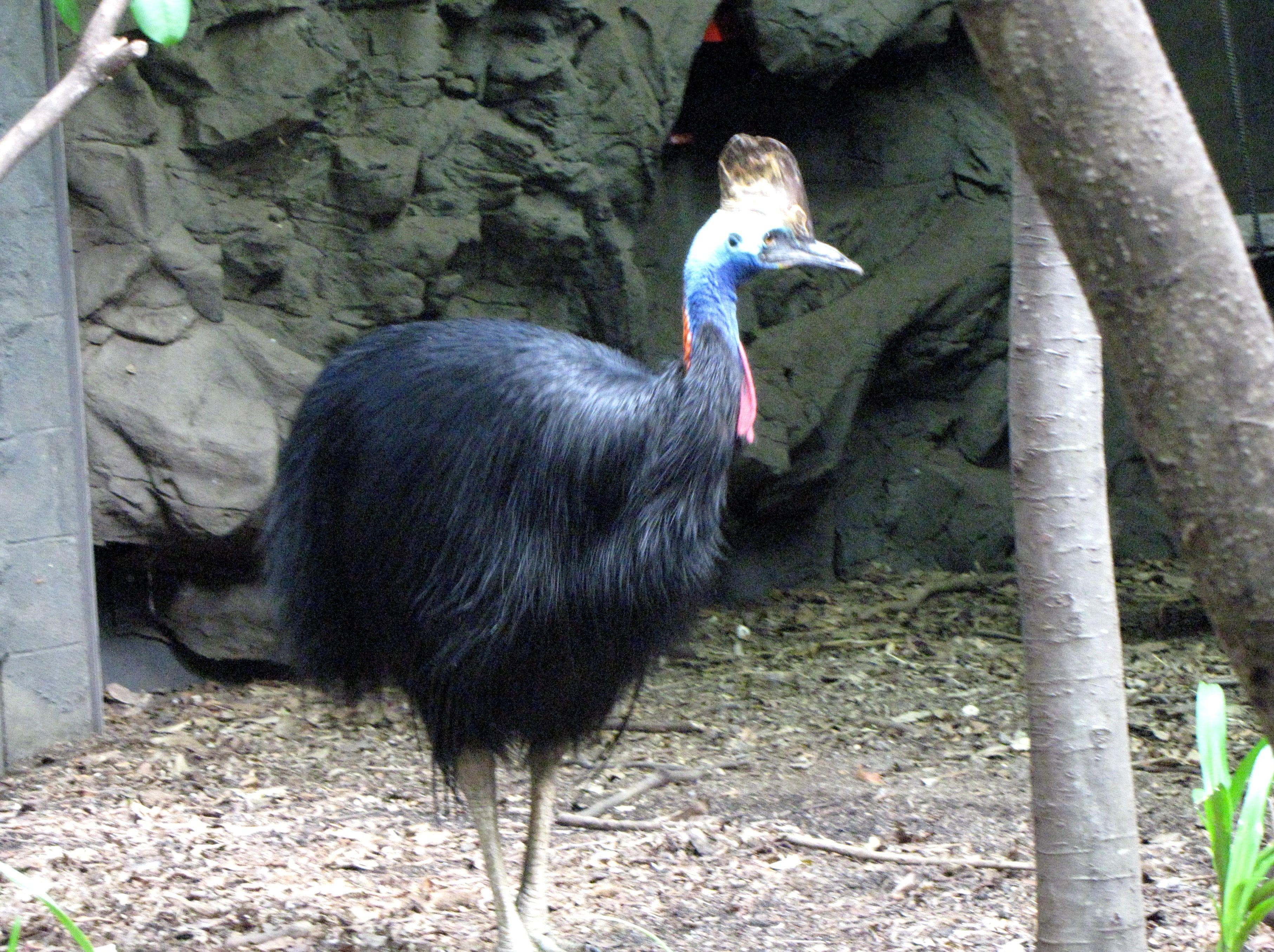 Meet The Most Dangerous Bird On Earth, The Cassowary