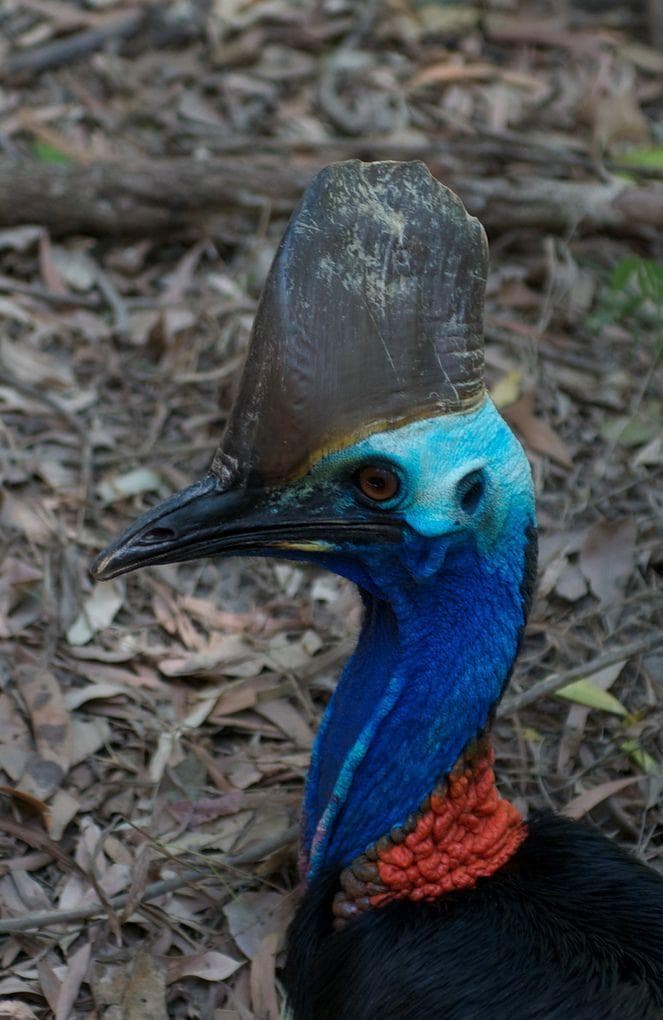 Meet The Most Dangerous Bird On Earth, The Cassowary