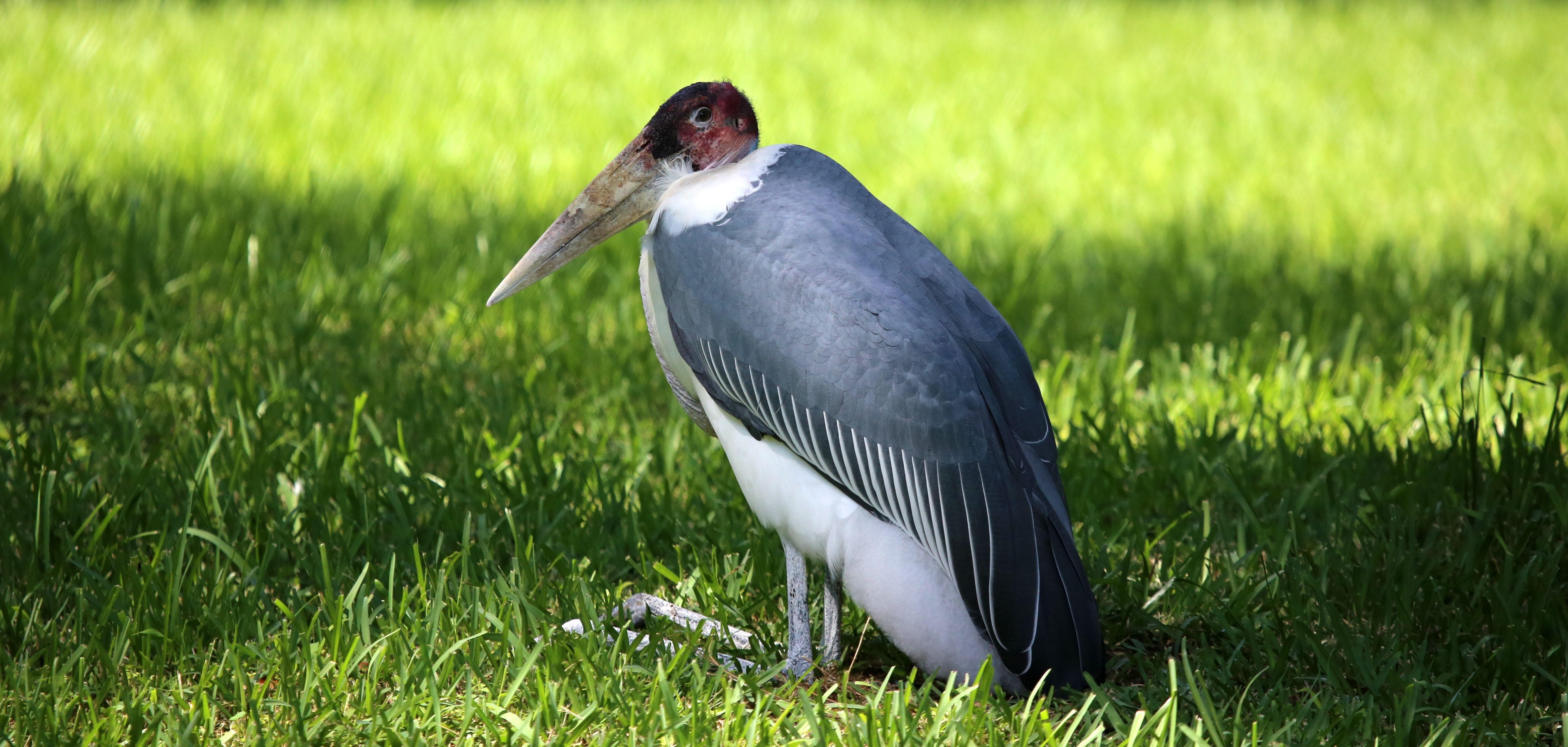 10 Fascinating Facts About Marabou Storks
