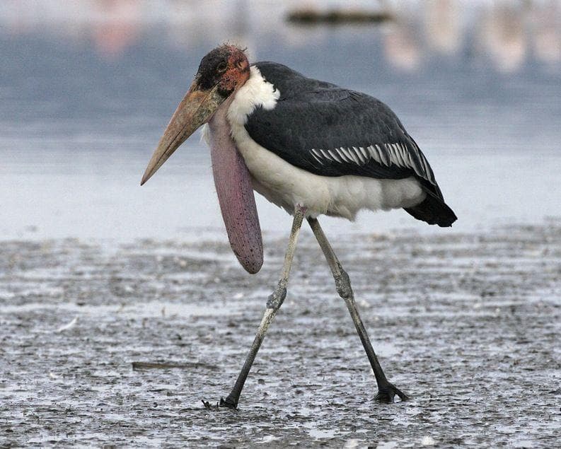 10 Fascinating Facts About Marabou Storks
