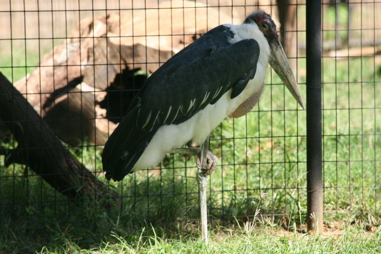10 Fascinating Facts About Marabou Storks