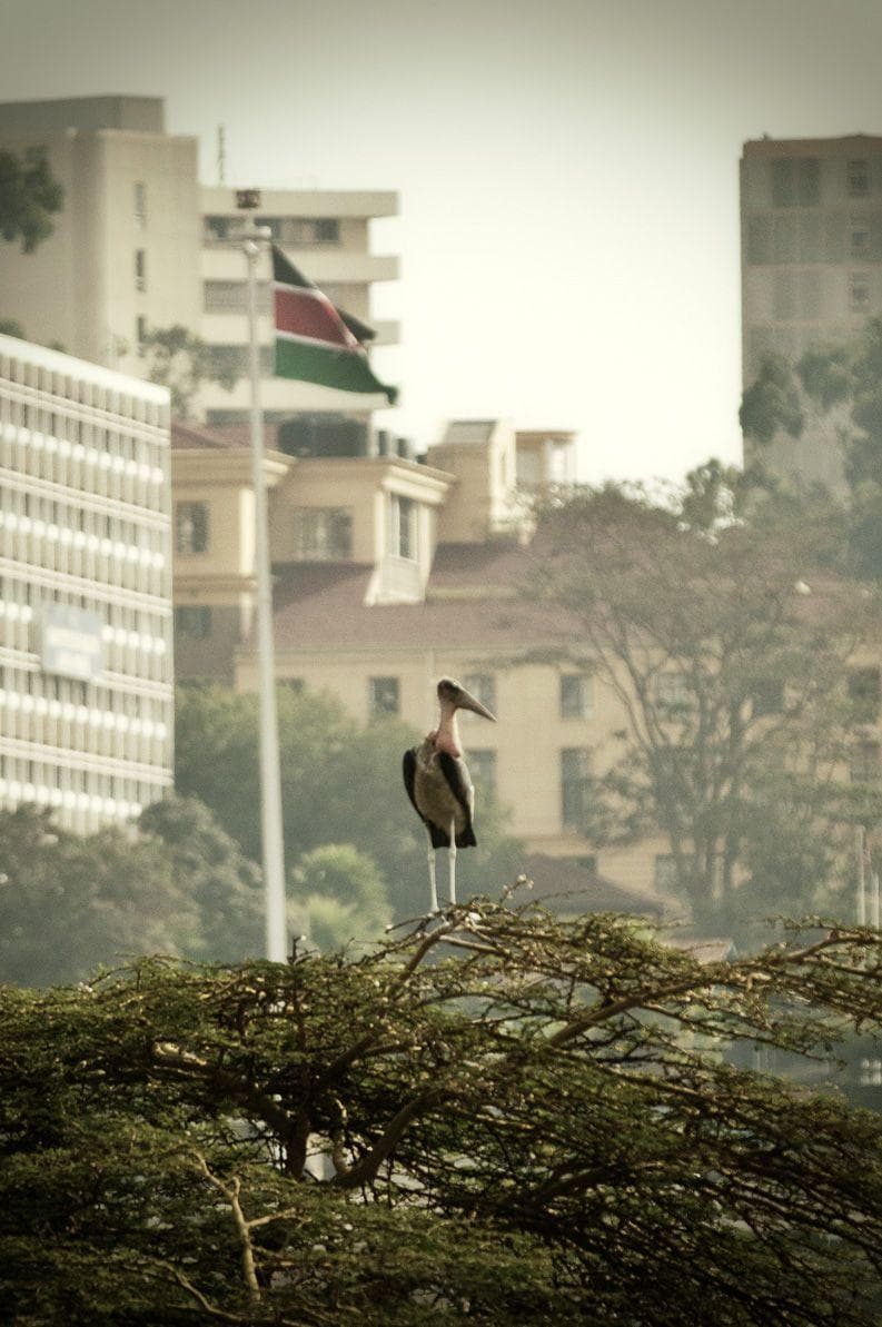10 Fascinating Facts About Marabou Storks