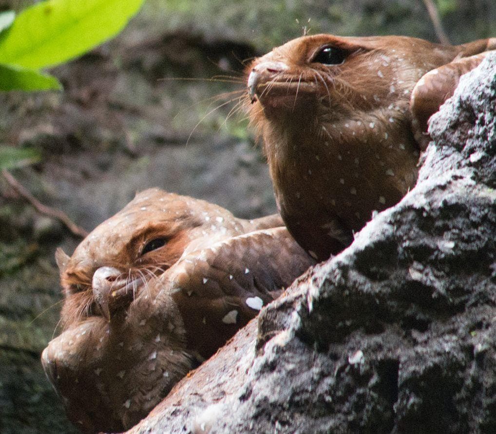 Bird Facts That Are Straight Up Terrifying