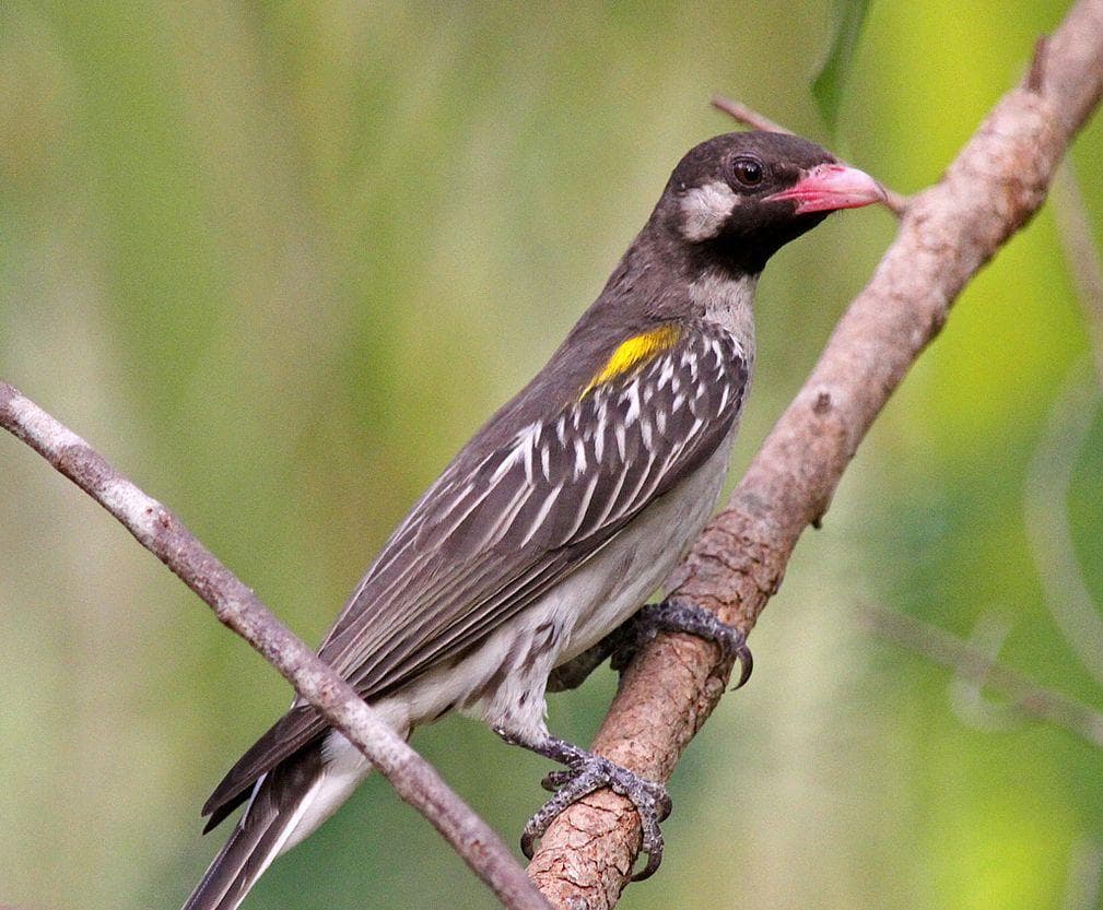 Bird Facts That Are Straight Up Terrifying