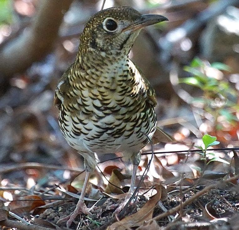 Bird Facts That Are Straight Up Terrifying