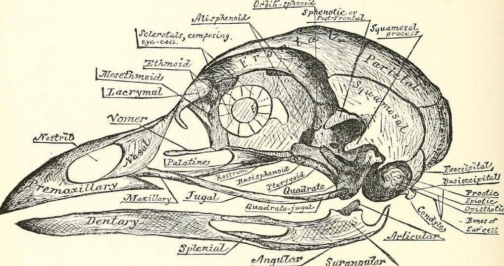 Bird Facts That Are Straight Up Terrifying