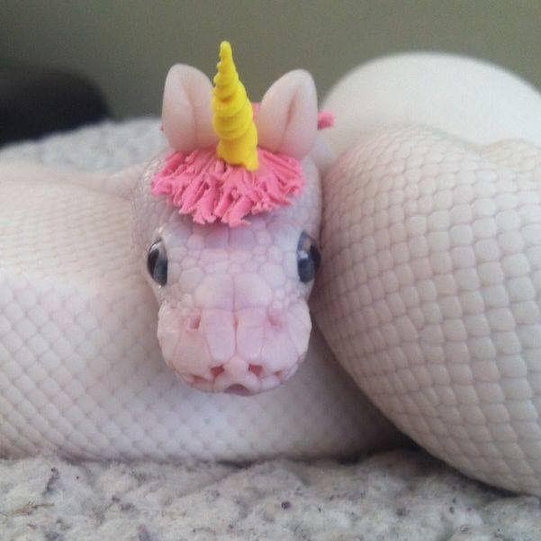 Adorable Snake Pics That Will Convince You They're Harmless Happy Noodles