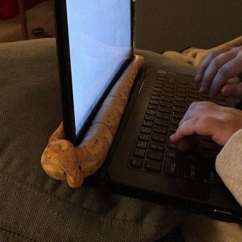 Adorable Snake Pics That Will Convince You They're Harmless Happy Noodles