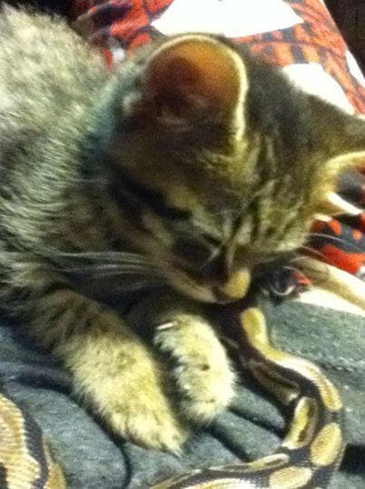 Adorable Snake Pics That Will Convince You They're Harmless Happy Noodles