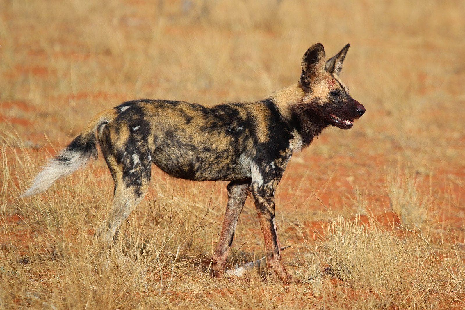 African Dogs Are Actually Social And Affectionate Pup, Not Bloodthirsty ...