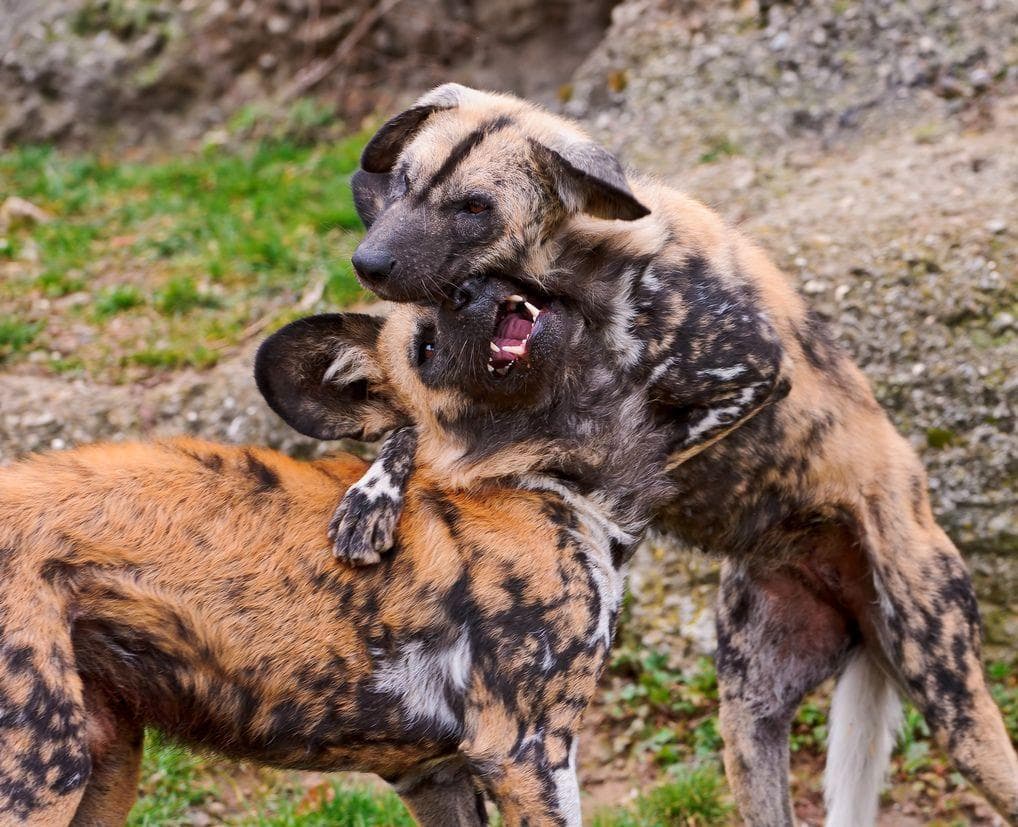 African Dogs Are Actually Social And Affectionate Pup, Not Bloodthirsty ...