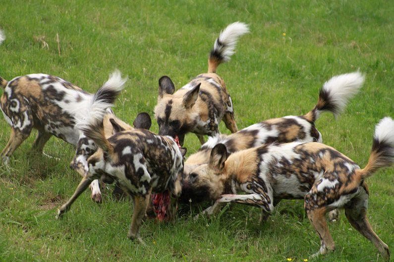 African Dogs Are Actually Social And Affectionate Pup, Not Bloodthirsty ...