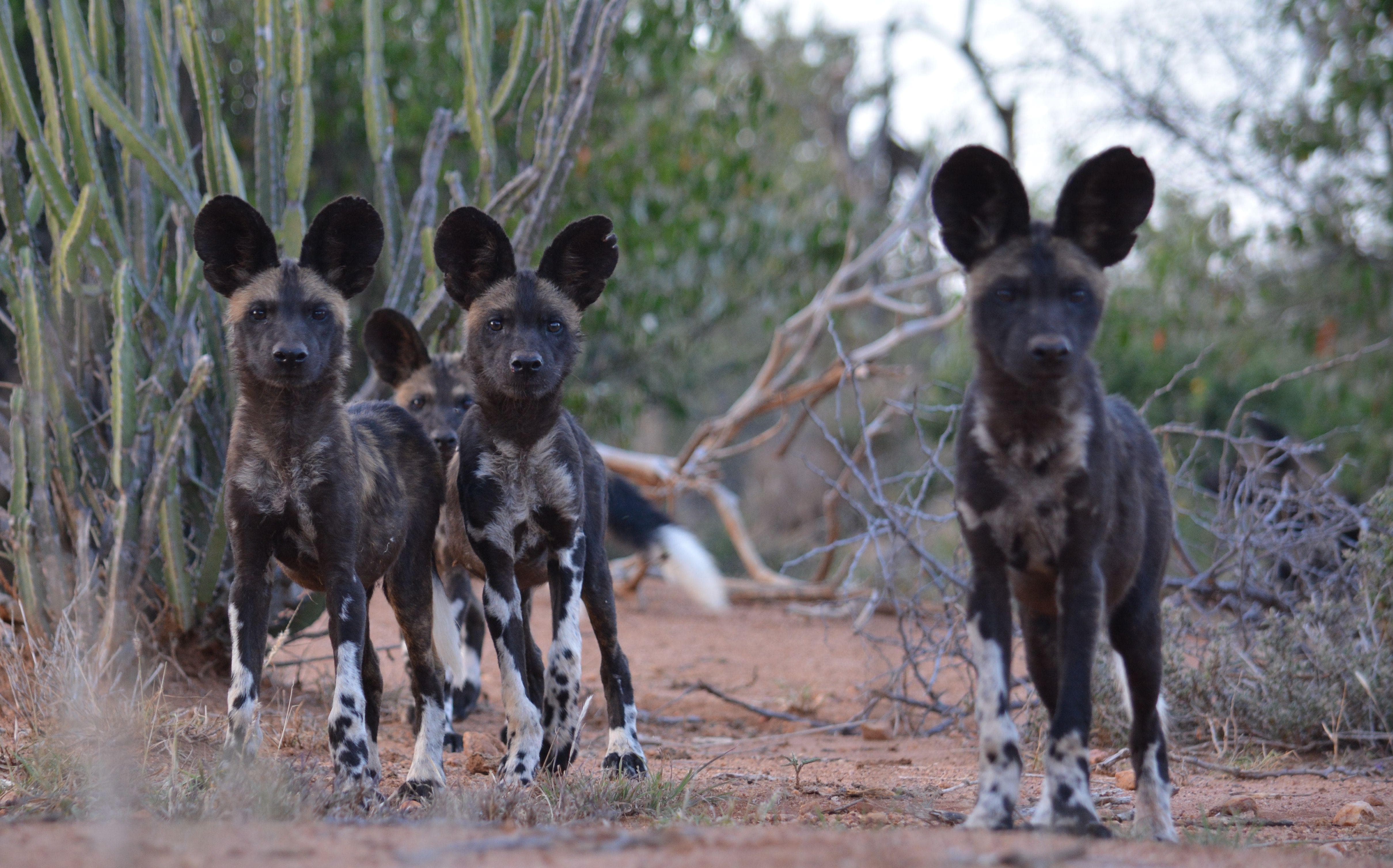 African Dogs Are Actually Social And Affectionate Pup, Not Bloodthirsty ...