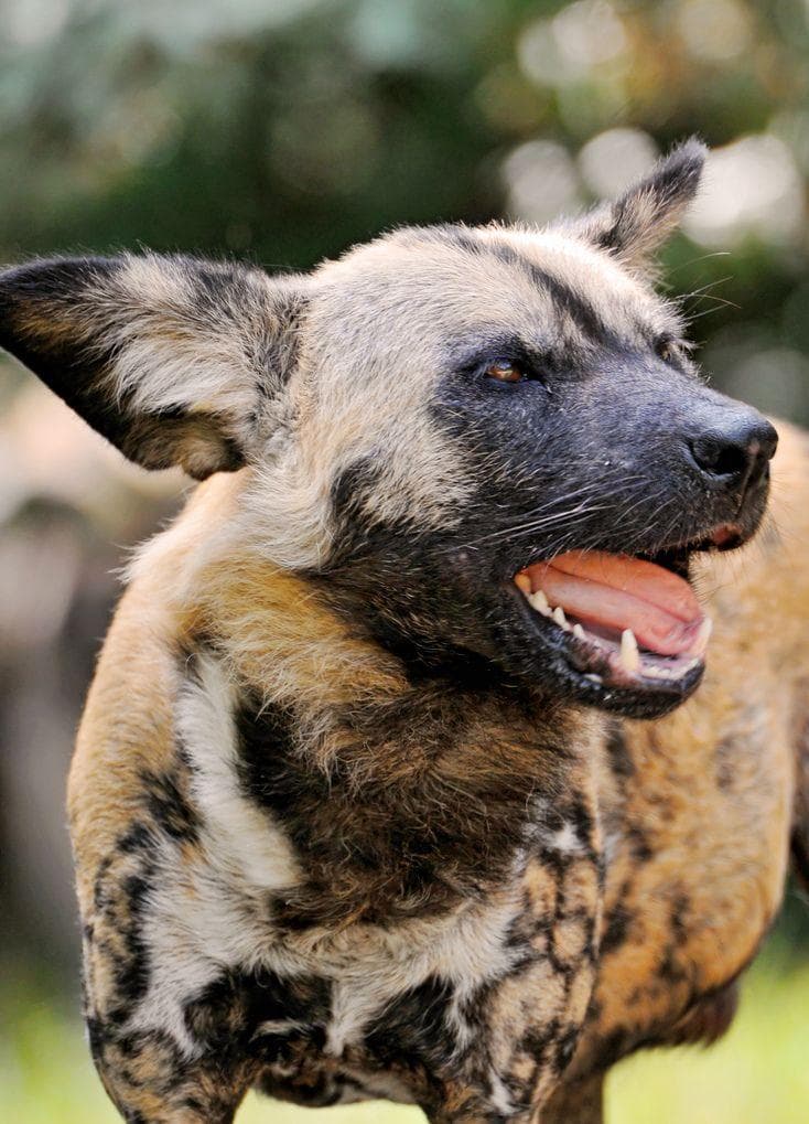 African Dogs Are Actually Social And Affectionate Pup, Not Bloodthirsty ...